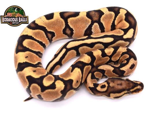 Orange Dream Vanilla Yellowbelly Ball Python by Bodacious Balls & Reptiles