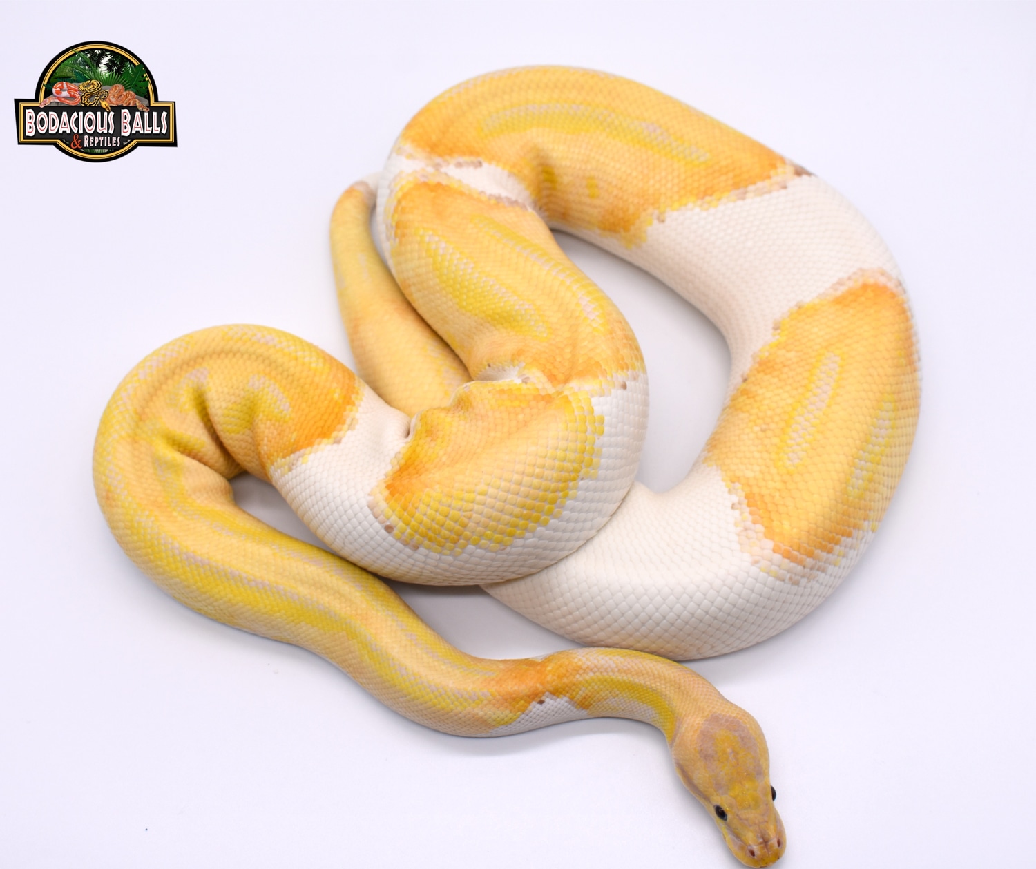 Proven Breeder Dreamsicle Ball Python by Bodacious Balls & Reptiles ...