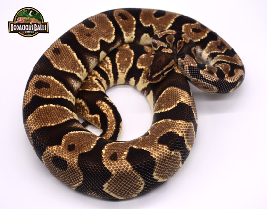 Proven Breeder, Orange Dream, Yellowbelly Ball Python by Bodacious ...