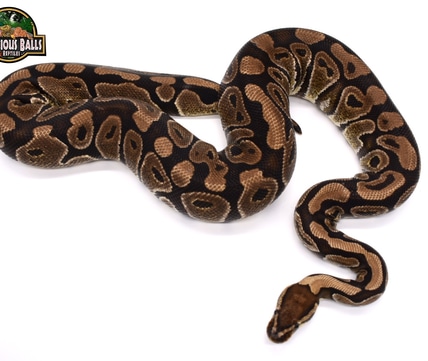 Orange Dream Yellowbelly Dreamsicle Ball Python by Bodacious Balls ...