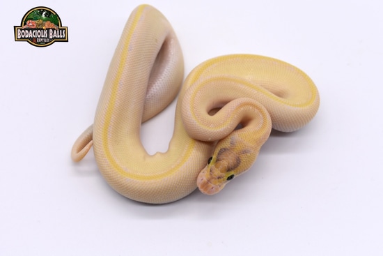 (PROB SUPER OD) Orange Dream Enchi Ivory Ball Python by Bodacious Balls & Reptiles