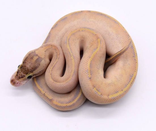 Enchi Ivory Ball Python by Bodacious Balls & Reptiles