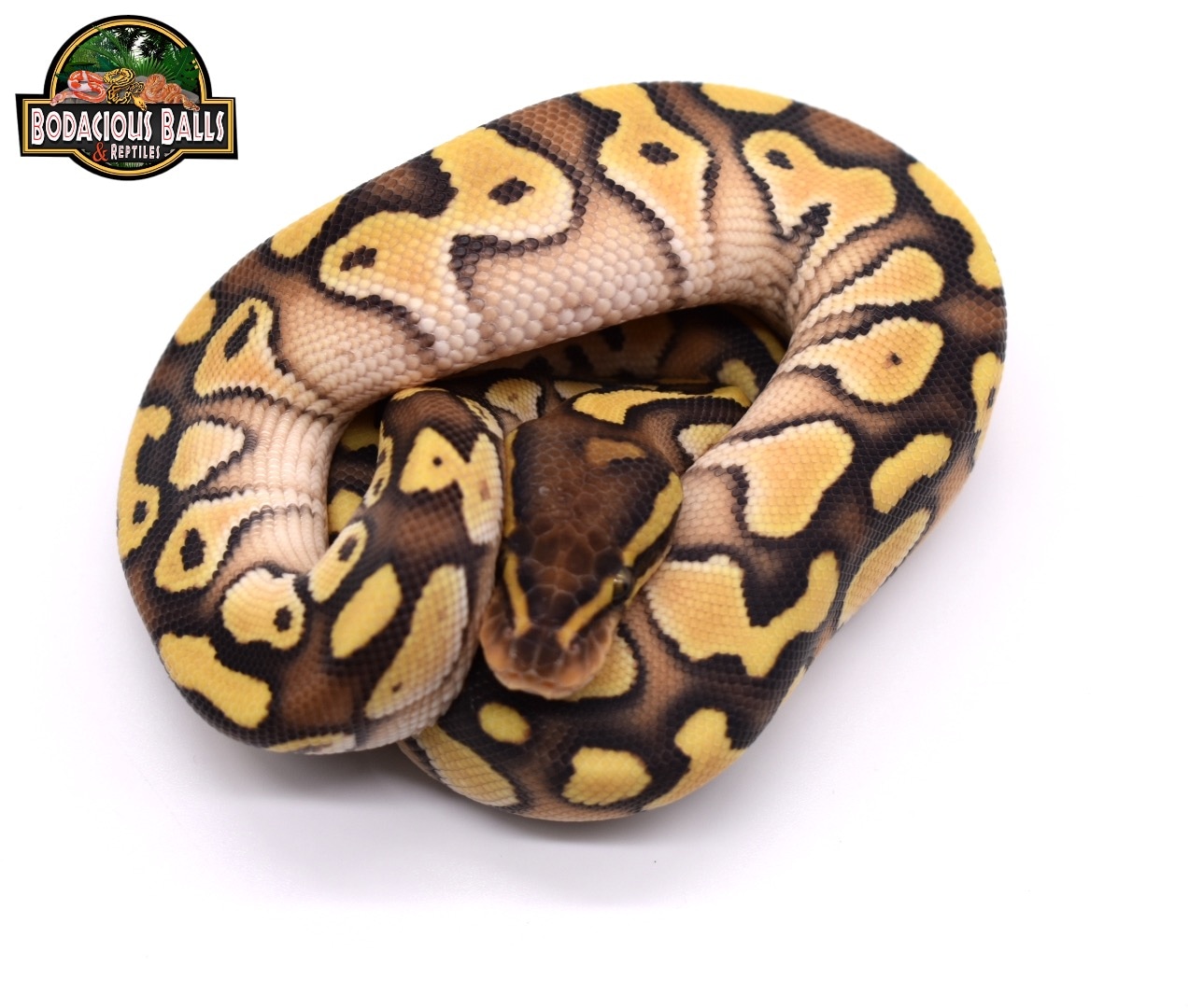 Orange Dream Butter Yellow Belly/ Asphalt Ball Python by Bodacious ...