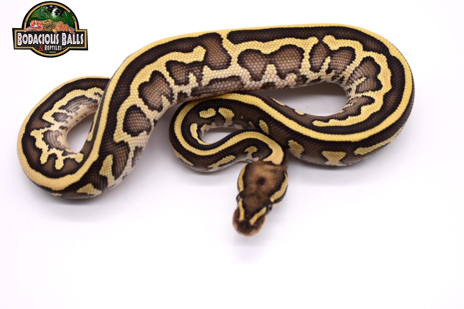 Orange Dream Lesser Leopard 100% Het Clown 50% Het Pied Ball Python by ...