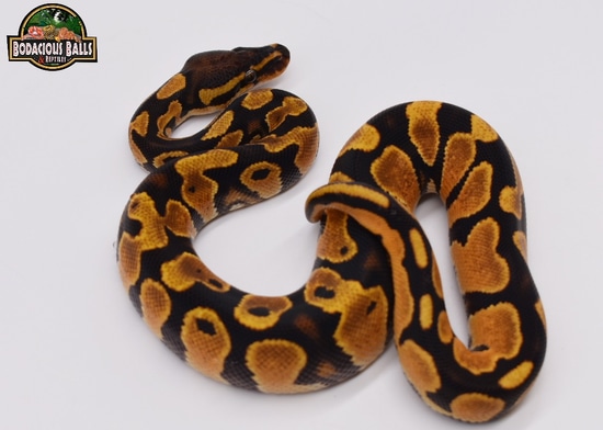 Orange Dream Calico Yellowbelly/asphalt Ball Python by Bodacious Balls ...