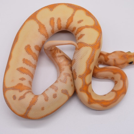 Bodacious Balls & Reptiles - MorphMarket