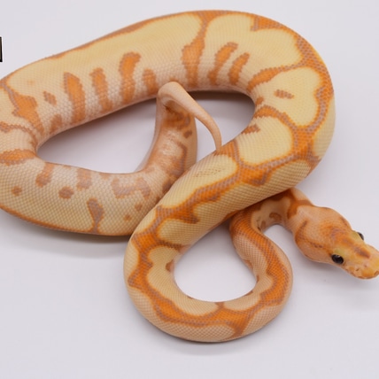 Bodacious Balls & Reptiles - MorphMarket