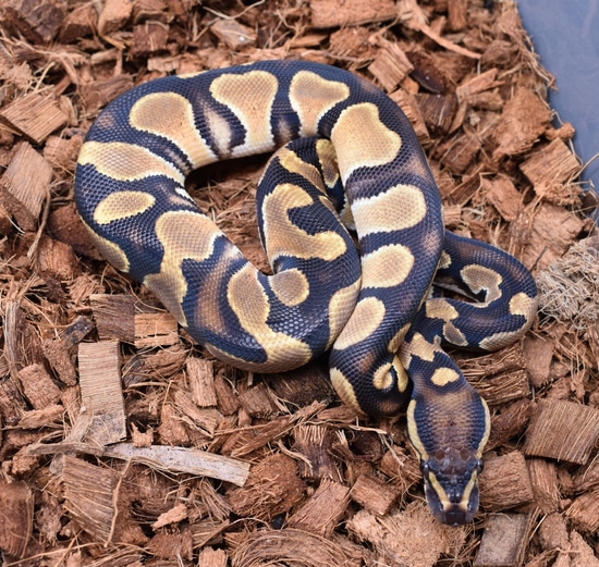 Orange Dream Ball Python by Bodacious Balls & Reptiles