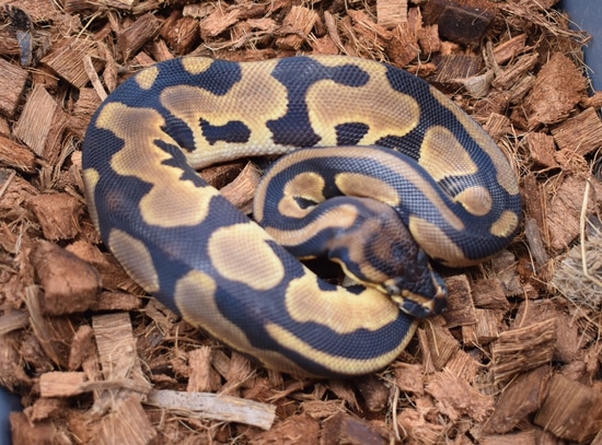 Orange Dream Leopard Yellow Belly Ball Python by Bodacious Balls & Reptiles