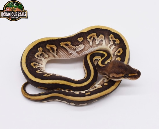Orange Dream Butter Leopard Mahogany DBL Het Clown/Genetic Stripe Ball ...