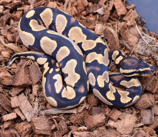 Orange Dream Yellowbelly Ball Python by Bodacious Balls & Reptiles