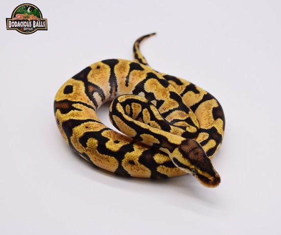 Orange Dream Pastel DBL Het Clown Genetic Stripe Ball Python by ...