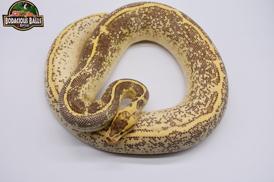 "PROVEN BREEDER" Orange Dream Enchi Pinstripe Lesser Freeway Ball Python by Bodacious Balls ...