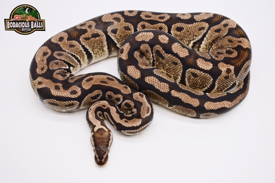 Pastel Het TRI Stripe Ball Python by Bodacious Balls & Reptiles