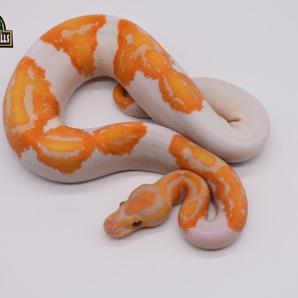 Bodacious Balls & Reptiles - MorphMarket