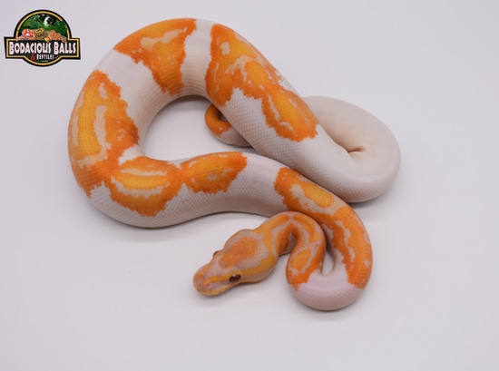 High Intensity Orange Dream Yellowbelly Dreamsicle Ball Python by ...