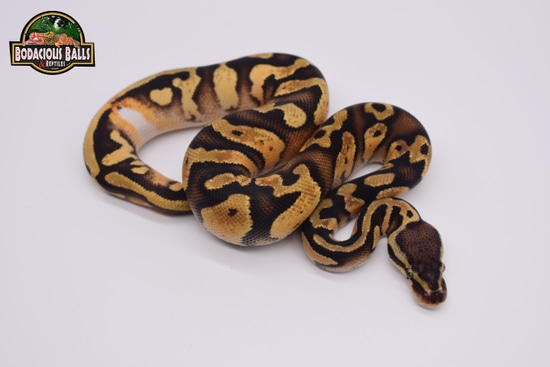 Orange Dream Pastel Chocolate Mahogany Yellowbelly 50% Dbl Het Desert ...