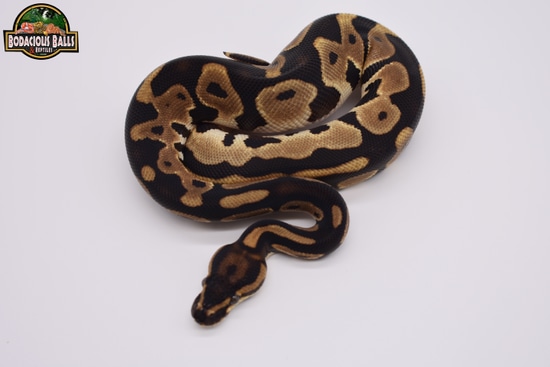 Orange Dream Leopard Yellowbelly Ball Python by Bodacious Balls & Reptiles