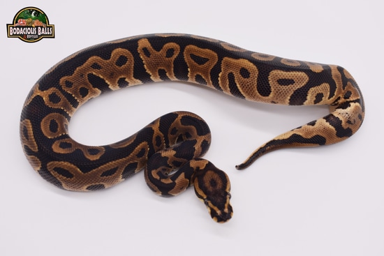 Orange Dream Leopard Het Clown 50% Het Pied Ball Python by Bodacious ...