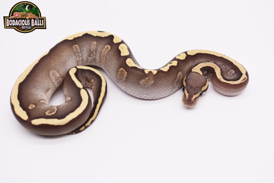 GHI Mojave Lace Het Clown Ball Python by Bodacious Balls & Reptiles
