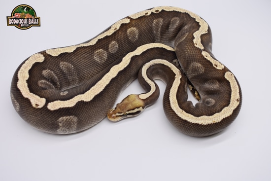 BREEDER Ghi Mojave Chocolate Het Clown Ball Python by Bodacious Balls ...