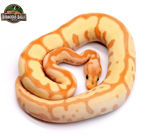 Orange Dream Banana Cypress Yellow Belly Spider Clown Ball Python by ...