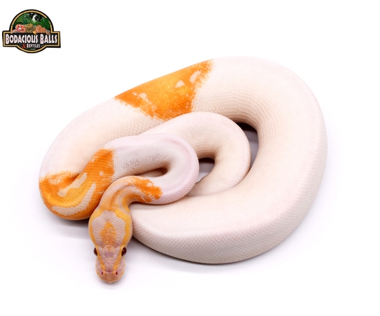Orange Dream Yellowbelly Dreamsicle Ball Python by Bodacious Balls ...