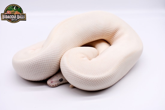 Blue Eyed Lucy Het Clown Pos Ghi,enchi,chocolate,pastel Ball Python by ...