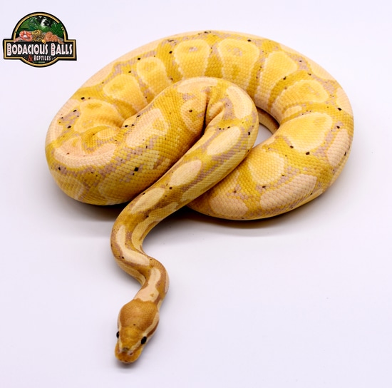 Breeder Banana Fire Het Puzzle Ball Python by Bodacious Balls & Reptiles