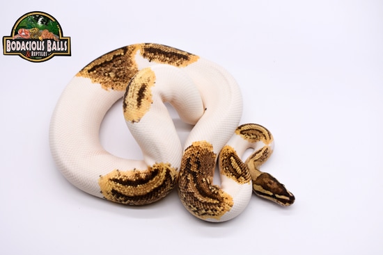 (Adult) Orange Dream Fire Yellowbelly Gene X Pied Ball Python by ...