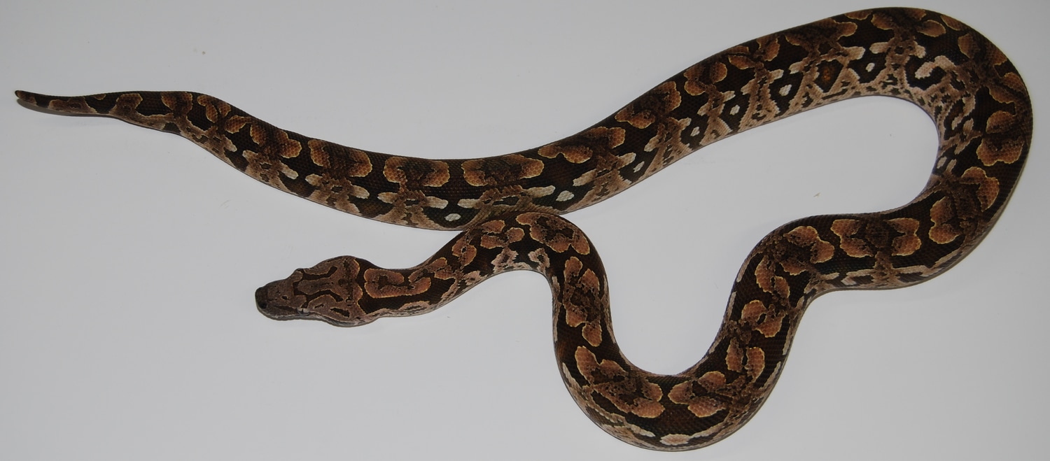 2021 Female Dumerils Boa #2 Ground Boa by Chad Gray Reptiles - MorphMarket