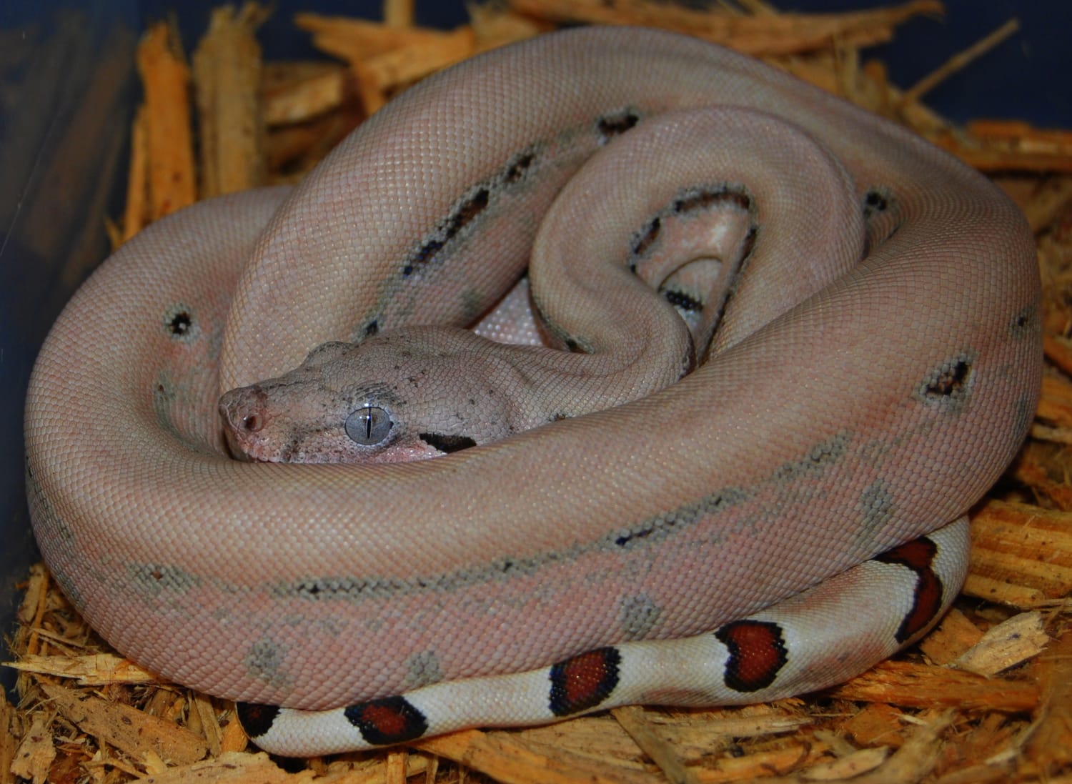 2021 Female Scoria Boa Constrictor by Chad Gray Reptiles - MorphMarket