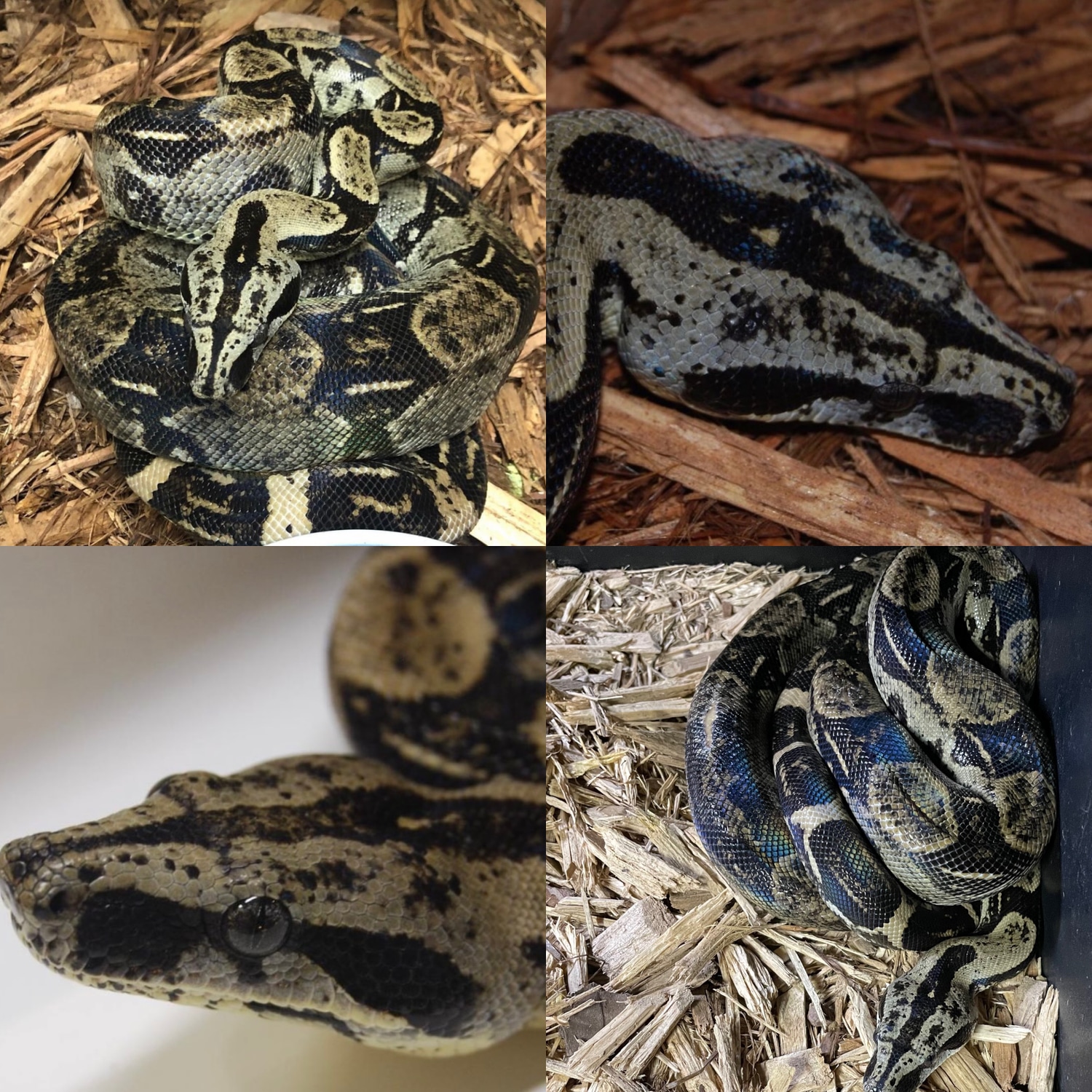 1.1 Young Adult Longicauda Anery And Het Peruvian Long-tailed Boa ...