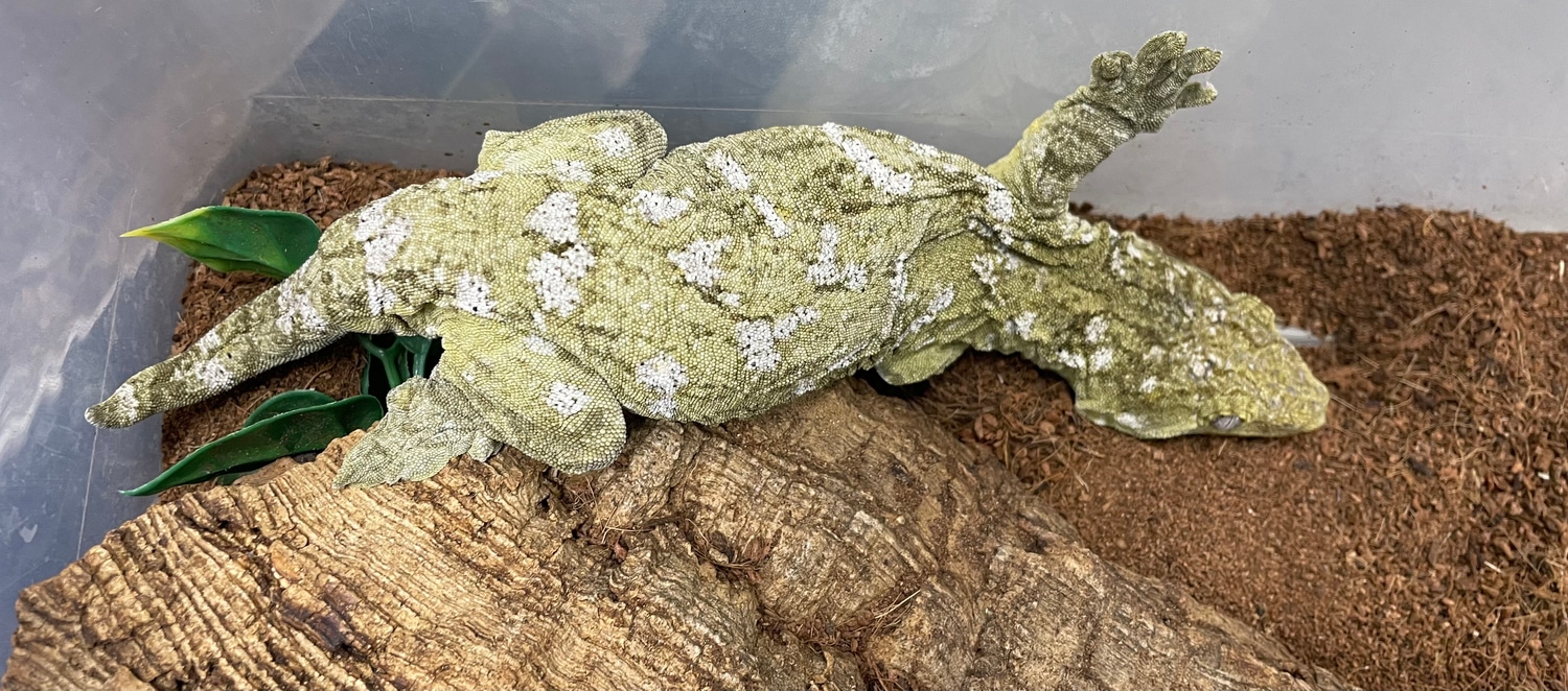 Adult Female Nuu Ana X GT(A) Leachianus Gecko by Chad Gray Reptiles ...