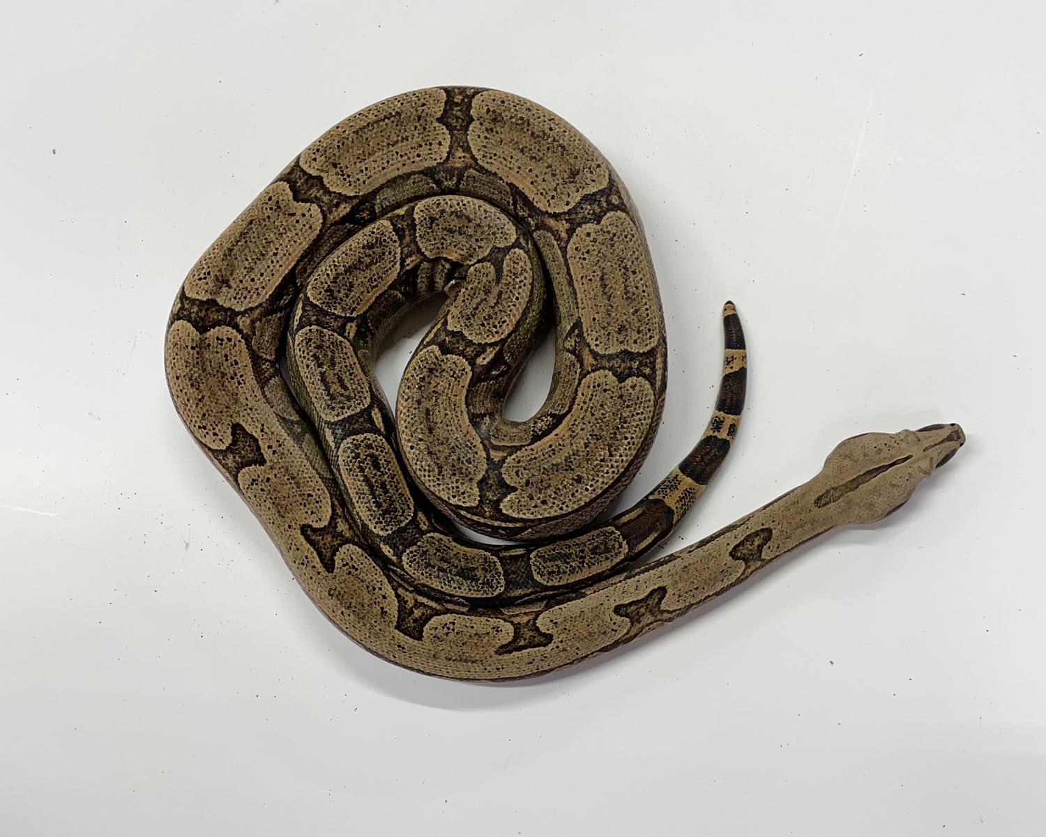 Female Orange Crush Bolivian Short-tailed Boa Constrictor by Chad Gray ...