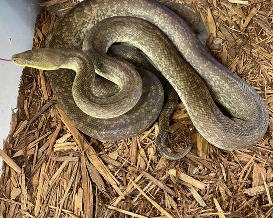 Adult Male Macklots Python Macklot's Python by Chad Gray Reptiles