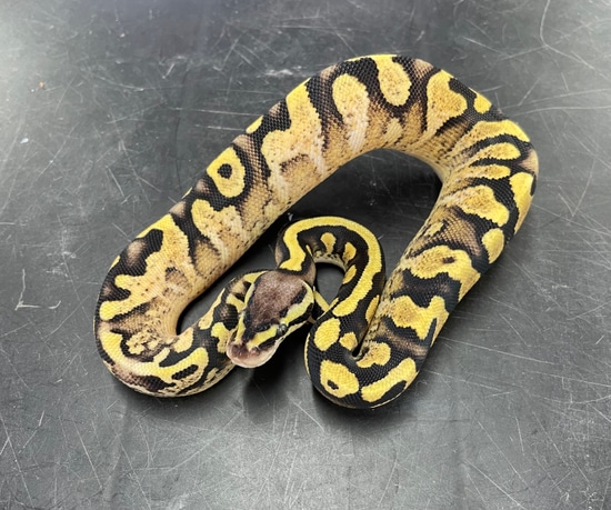 Firefly Calico Ball Python by Chad Gray Reptiles