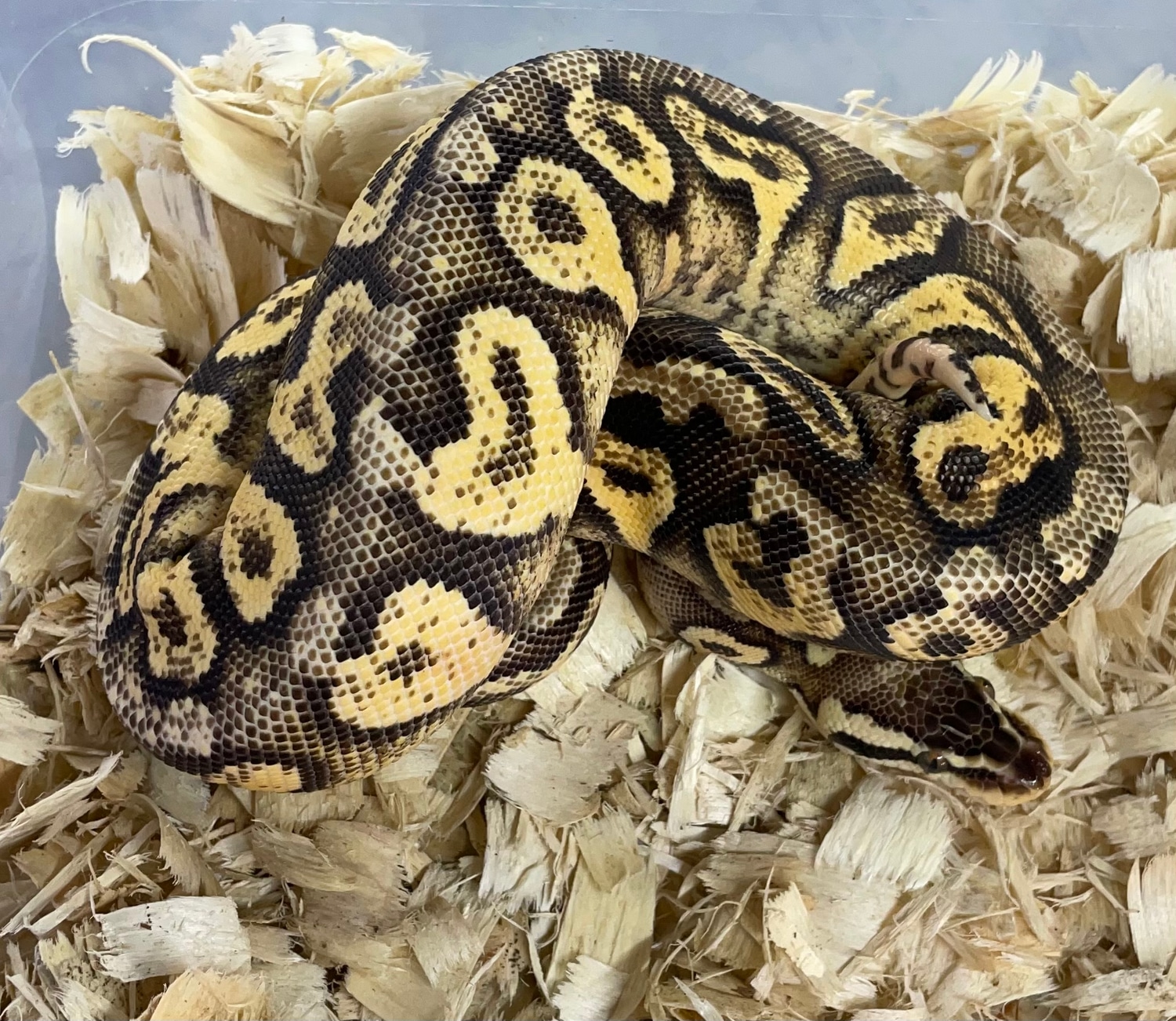 Pastel Calico Yellowbelly Ball Python by Chad Gray Reptiles - MorphMarket