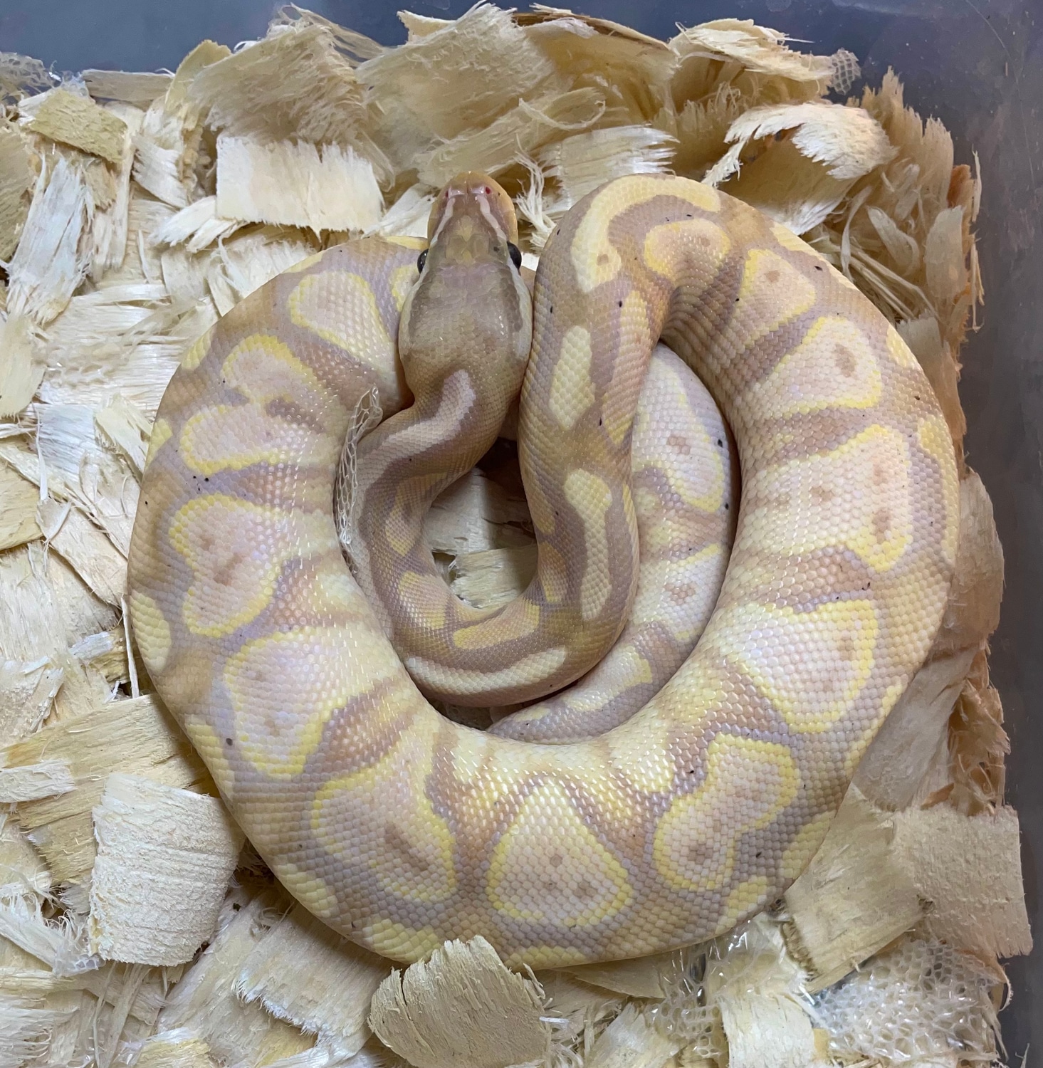 Pastel Banana Ball Python by Chad Gray Reptiles - MorphMarket