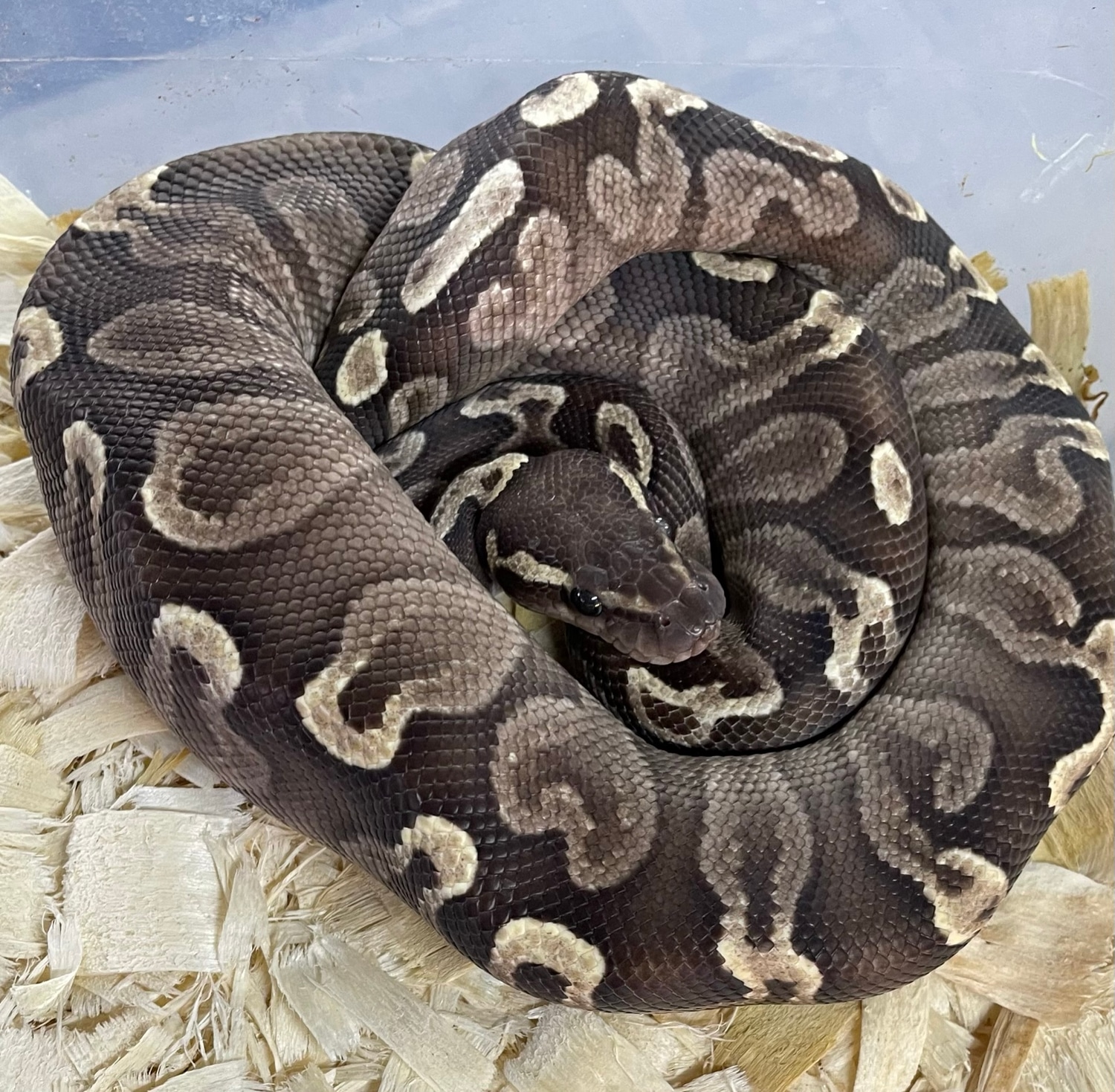 2021 Mojave Ghi Ball Python by Chad Gray Reptiles - MorphMarket