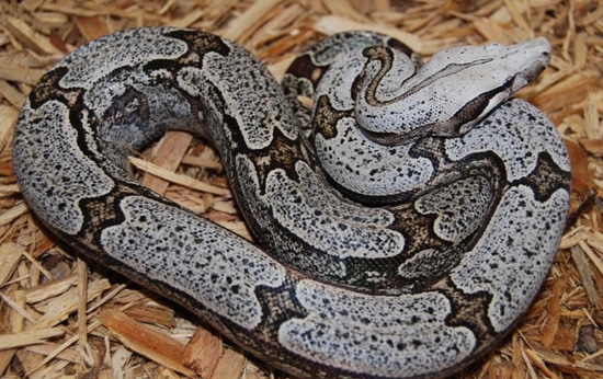 Exceptional Silverback Bolivian (REDUCED) Short-Tailed Boa Constrictor ...