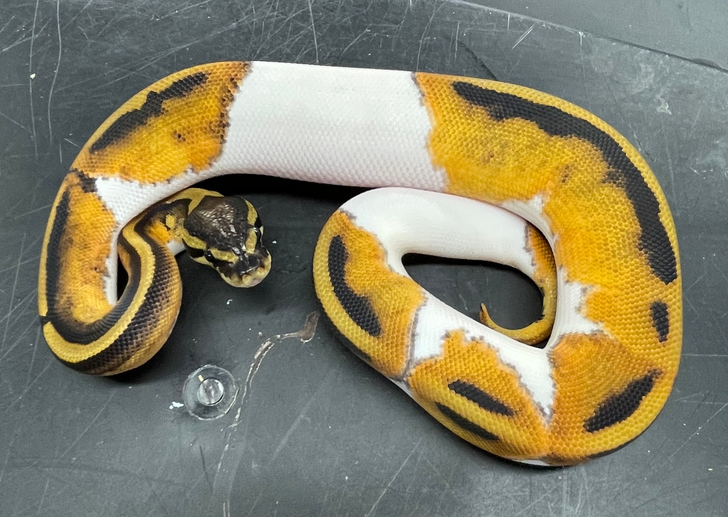 2022 Female Pied Ball Python by Chad Gray Reptiles - MorphMarket