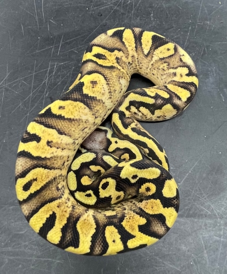 2022 Female Firefly Calico Ball Python by Chad Gray Reptiles