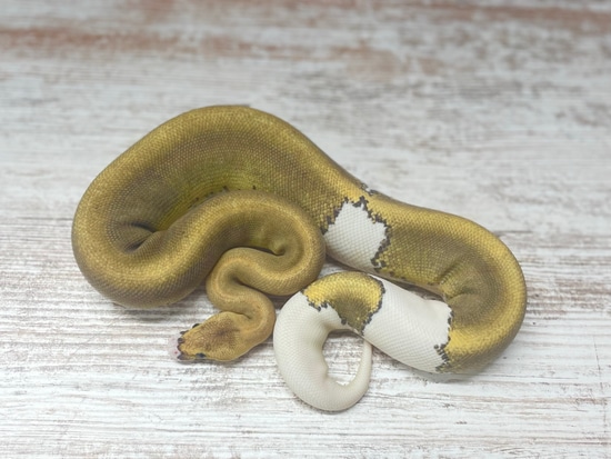 Champagne Pied Ball Python by Chad Gray Reptiles