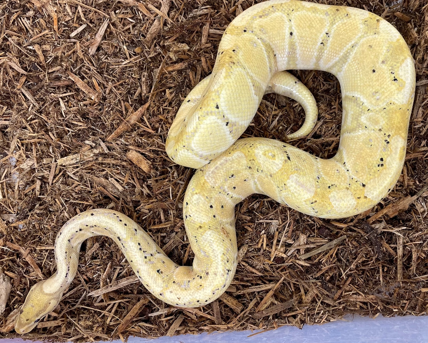 Rtb Pastel Coral Glow / Banana Het Clown SALE!! Ball Python by Chad ...