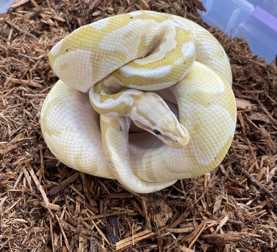 Male Rtb Pastel Coral Glow / Banana SALE!! Ball Python by Chad Gray ...