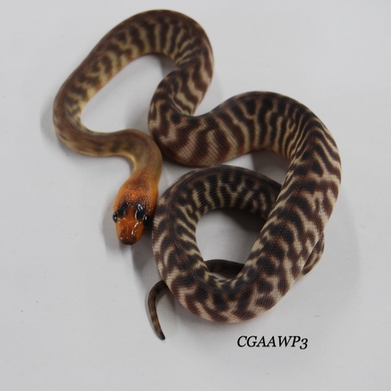 2023 Aviles Line Female Woma Python by Chad Gray Reptiles