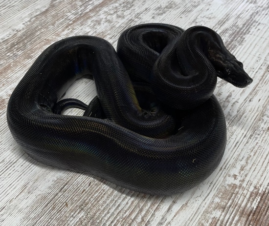 2020 Img Motley Type 1 Anery Boa Constrictor by Chad Gray Reptiles