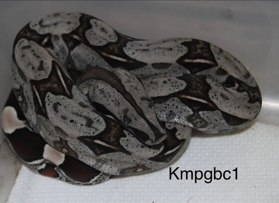 2023 CBB Guyana BCC True Red-Tailed Boa Constrictor by Chad Gray Reptiles