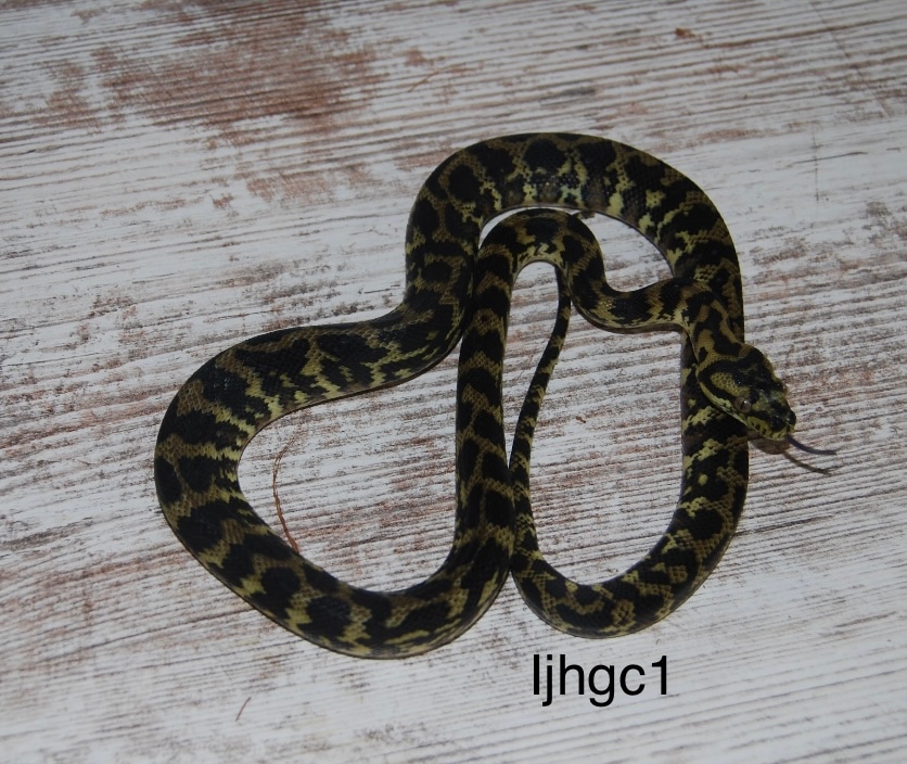 2023 Female 100% Het Granite Irian Jaya Carpet Python by Chad Gray ...